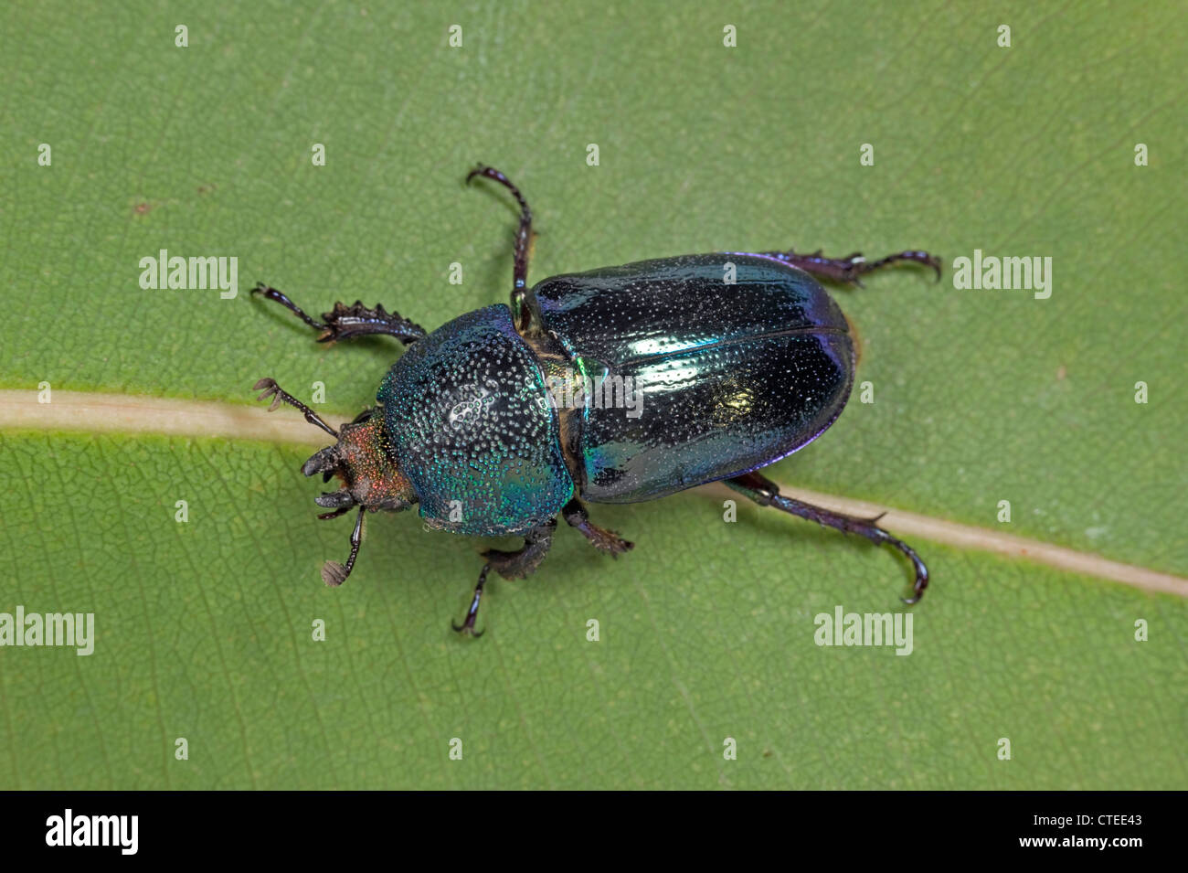 Golden green stag beetle hi-res stock photography and images - Alamy