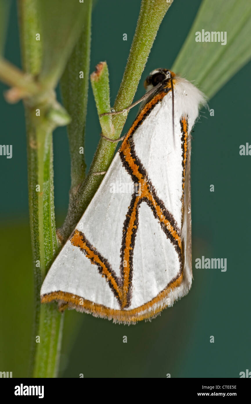 Australian Satin moth - Thalaina clara Stock Photo - Alamy