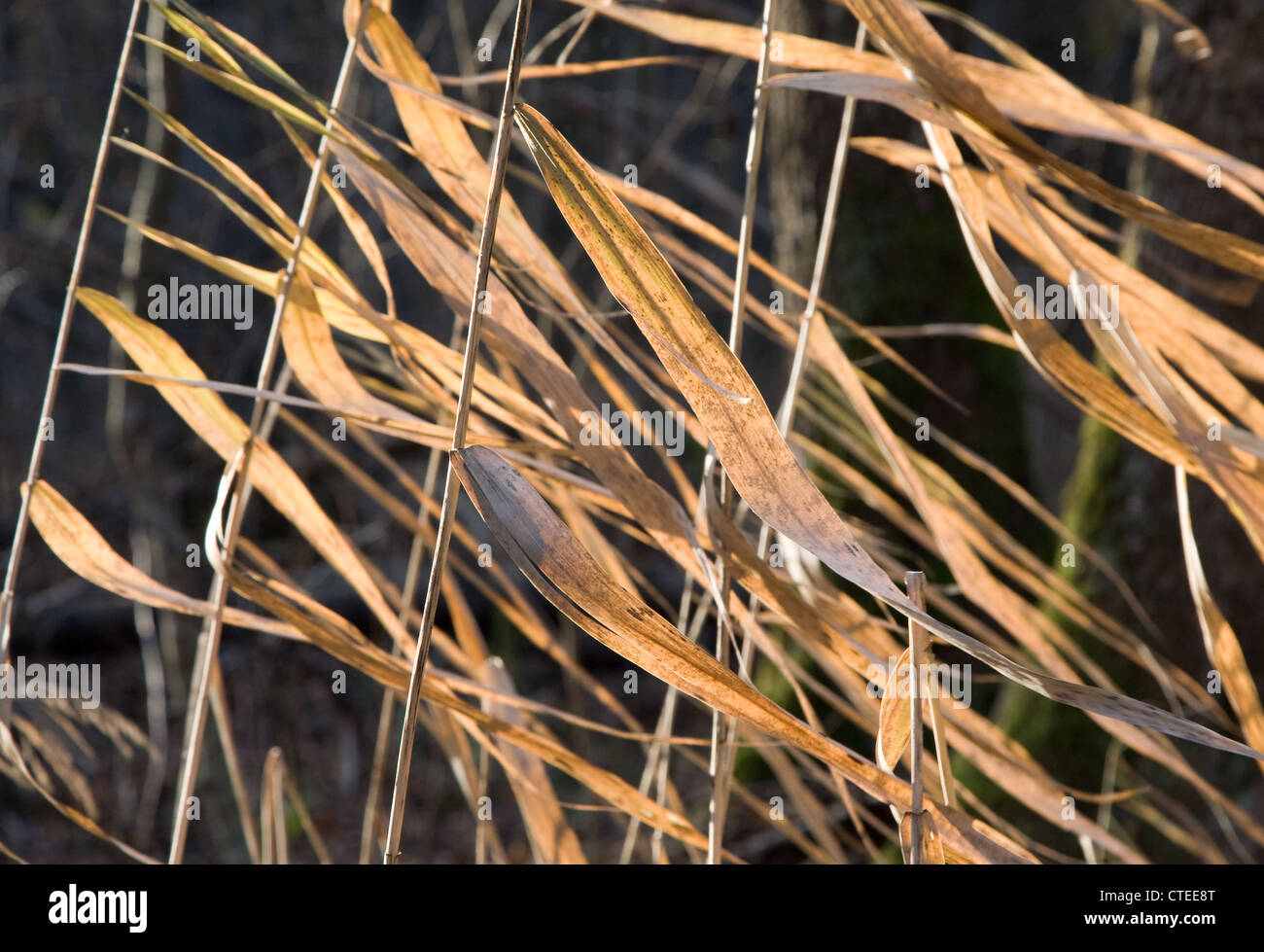 Reed leaves hi-res stock photography and images - Alamy