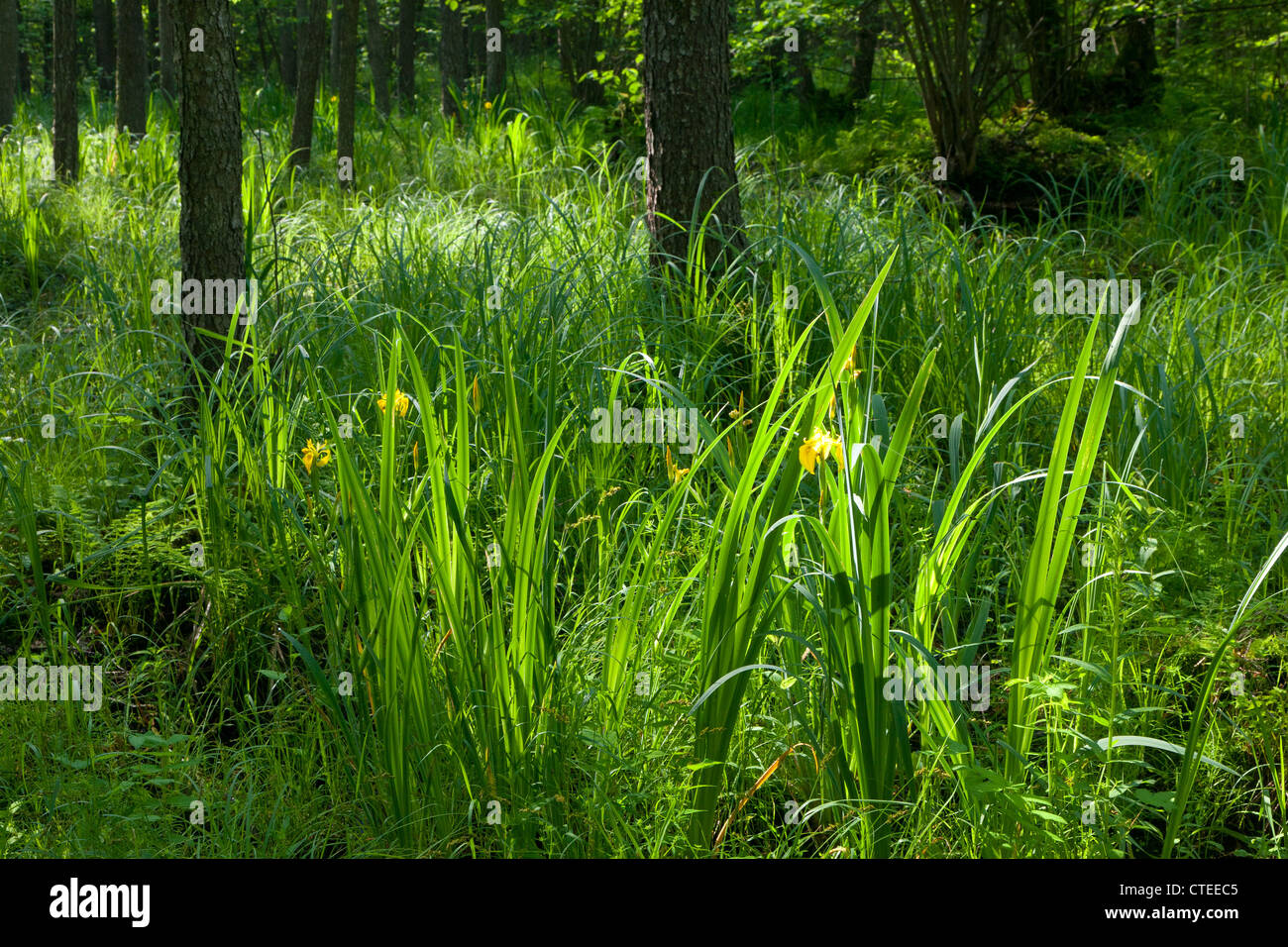 Flowering Yellow Water Flag bunch against sunrising light in morning ...