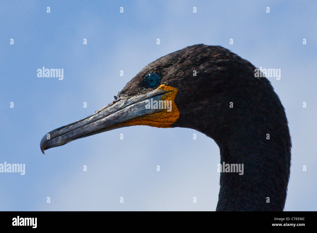 Face of Cape Cormorant, Phalacrocorax carpensis, Walvis Bay, Namibia ...