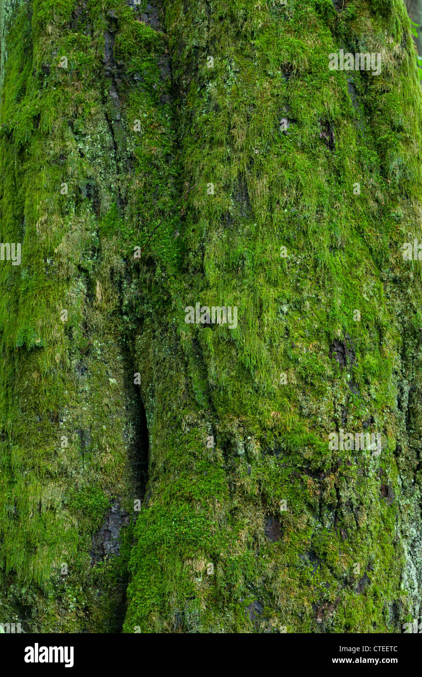 Moss and lichen covered tree hi-res stock photography and images - Alamy