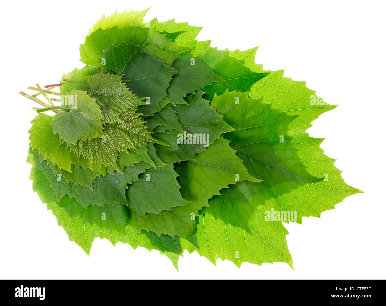 grape leaf is made from of heap large and small grapes green summer ...