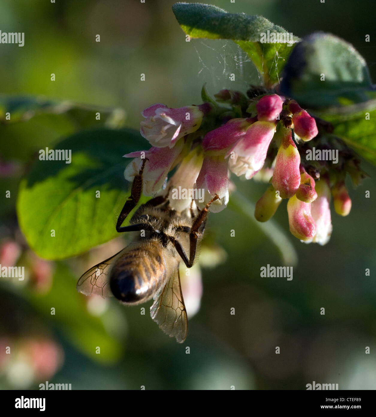 honey bee collecting nectar Stock Photo - Alamy