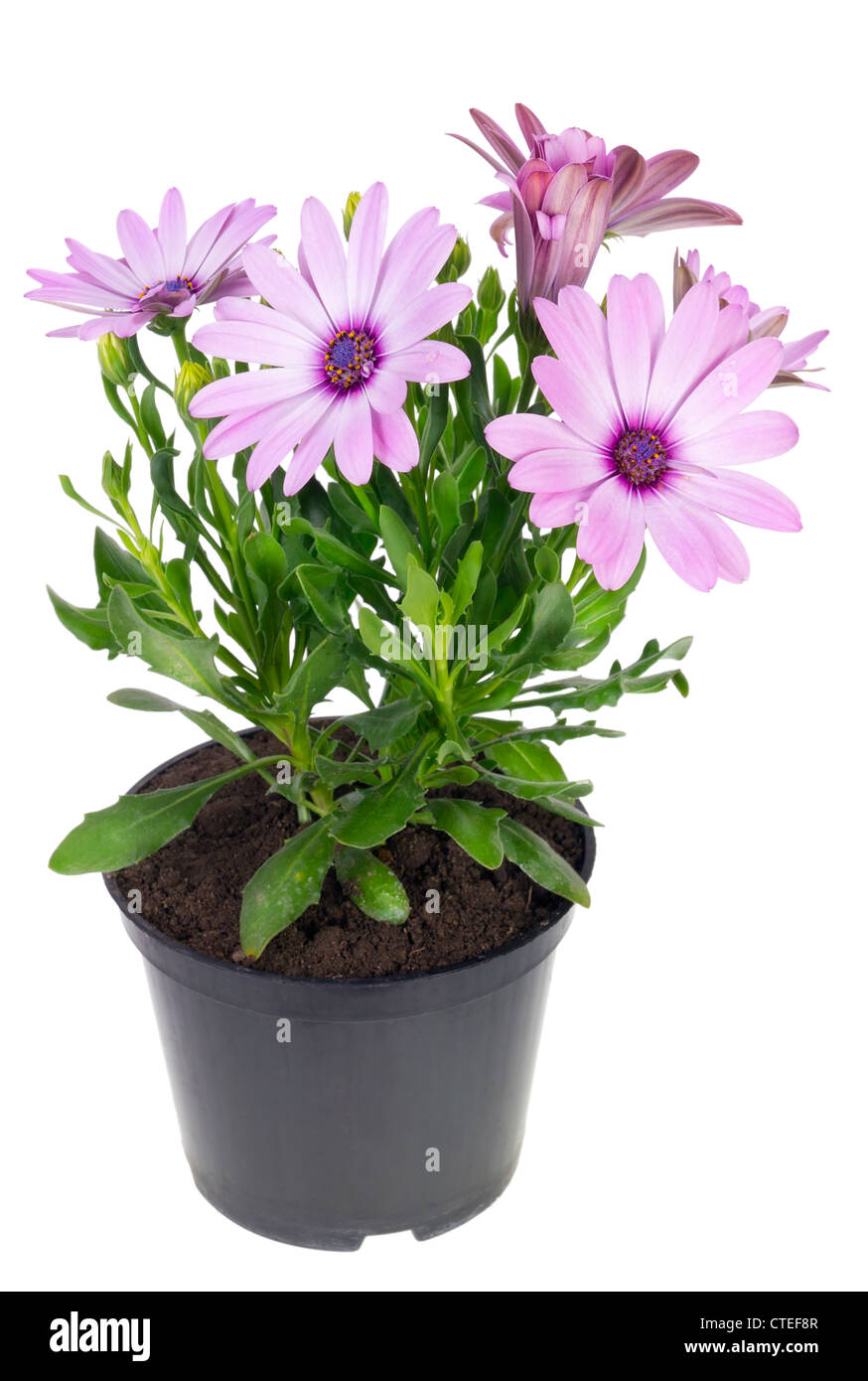Sprouts of favourite violet decorative exotic plant flower in pot ...