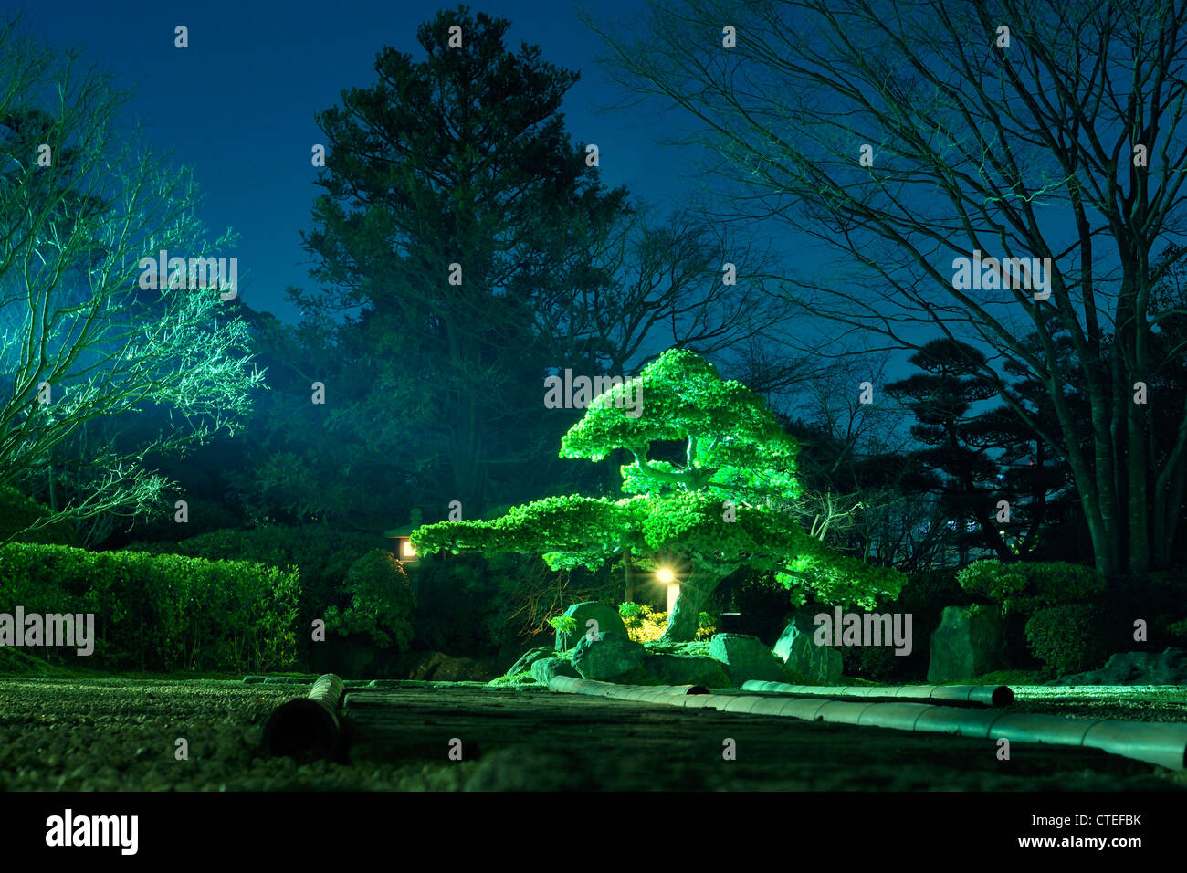 pine tree inside Japanese zen garden with scenic night illumination ...