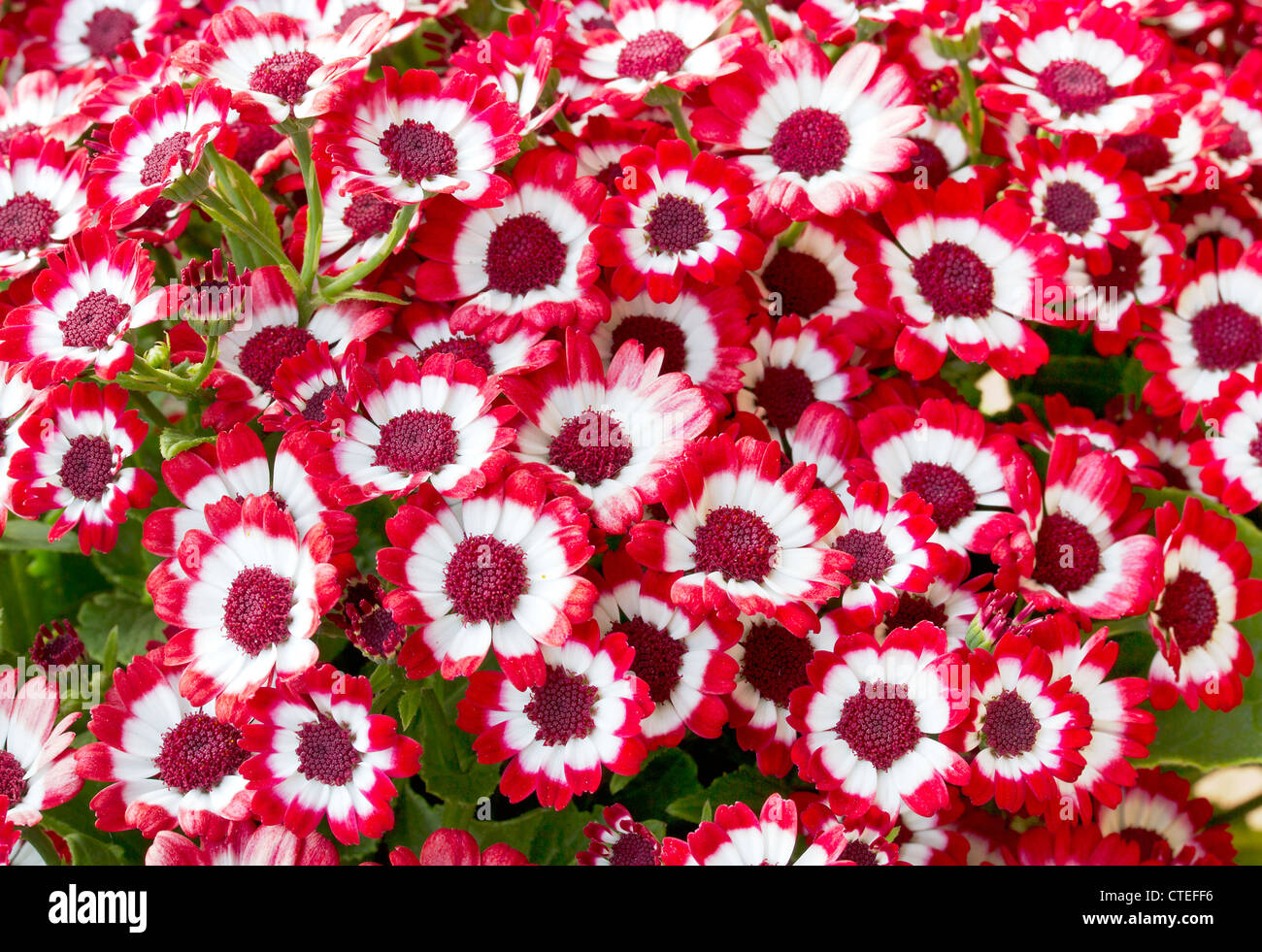 Cineraria flower hi-res stock photography and images - Alamy