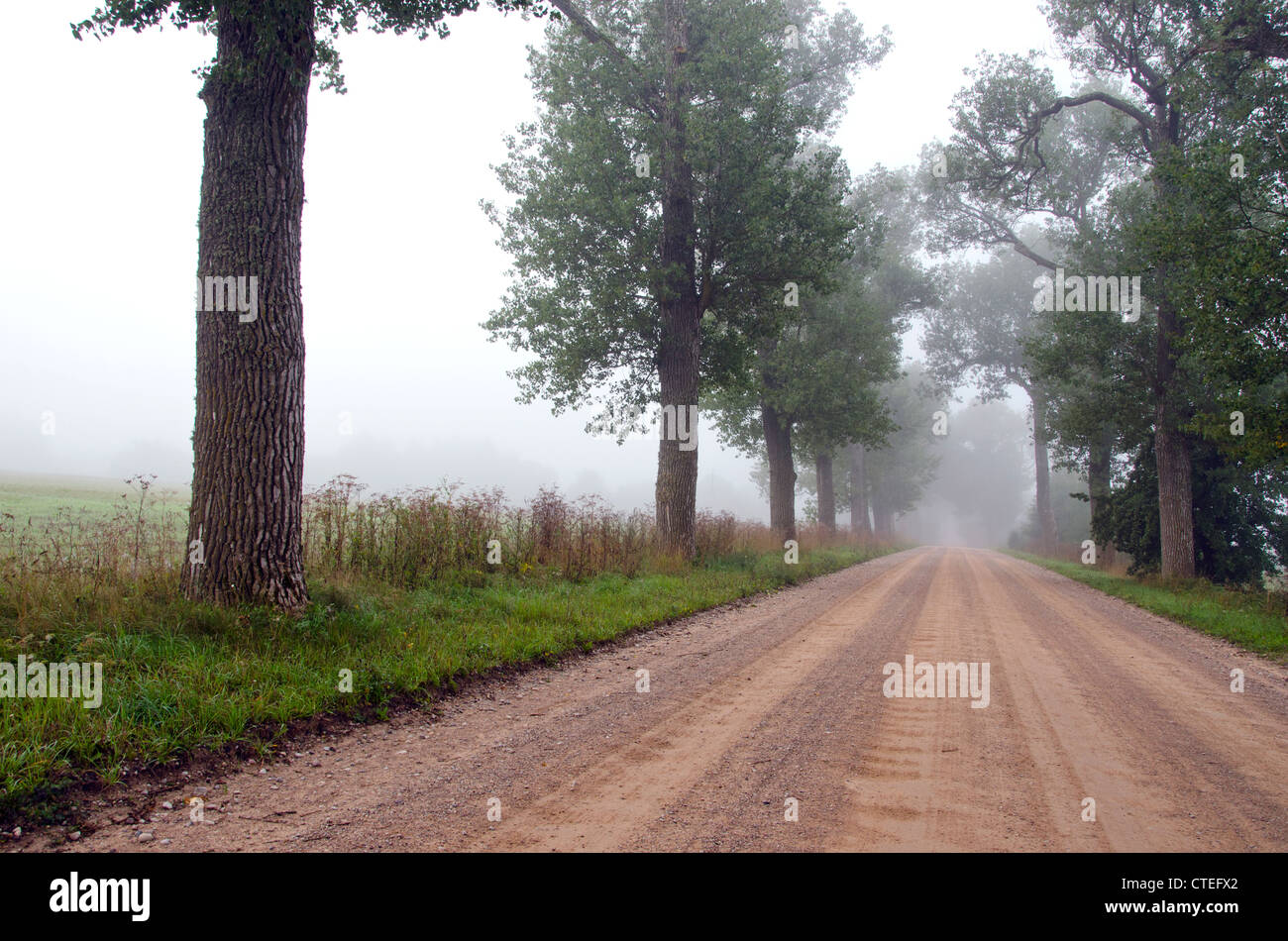 summer morning road with mist and tree Stock Photo - Alamy