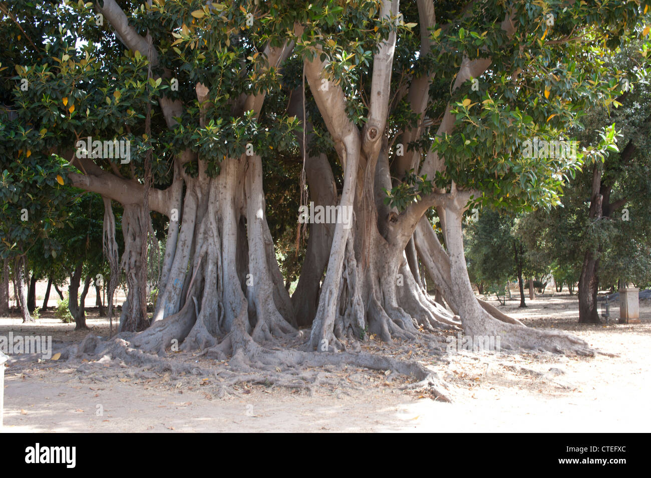 Ficus magnoliodes hi-res stock photography and images - Alamy