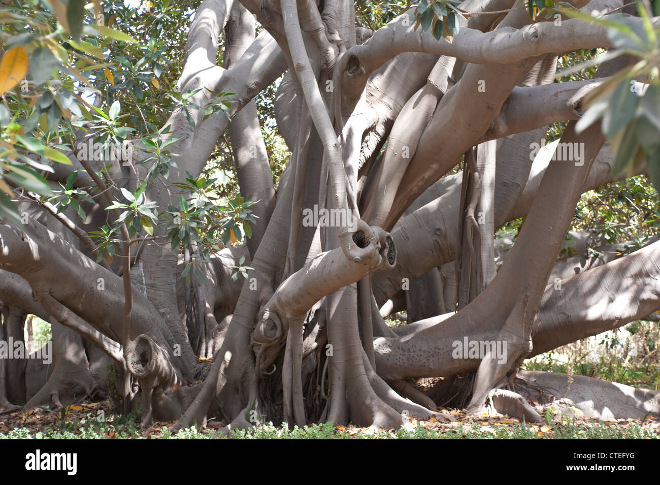 Ficus tree trunk hi-res stock photography and images - Alamy