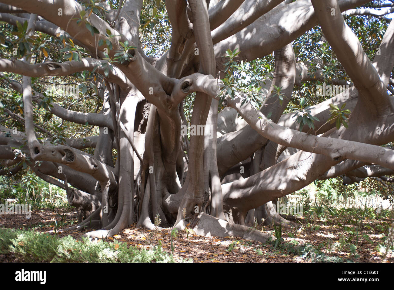 Ficus benghalensis, Banyan tree growing in Villa Malfitano, Palermo ...