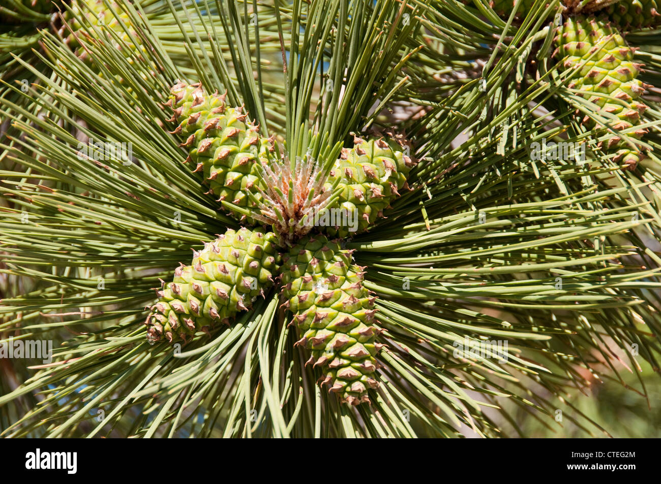USA, Utah, ponderosa pine tree at Bryce Point in Bryce Canyon National ...