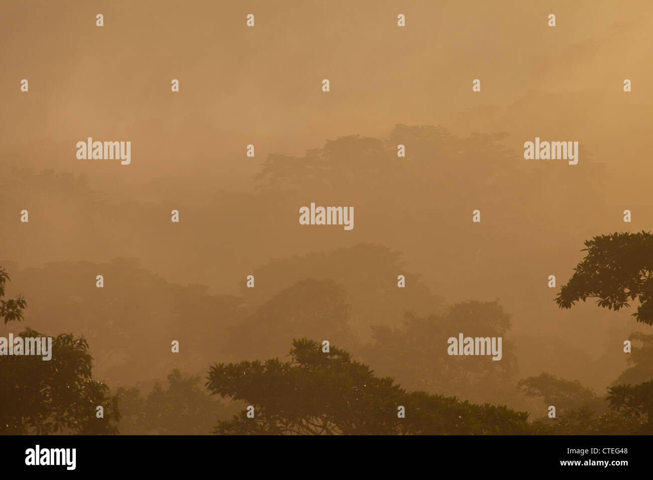 Damp rainforest at sunrise in Soberania national park, Republic of ...