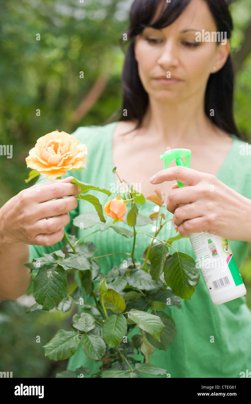 Woman spraying plants in the garden Stock Photo - Alamy