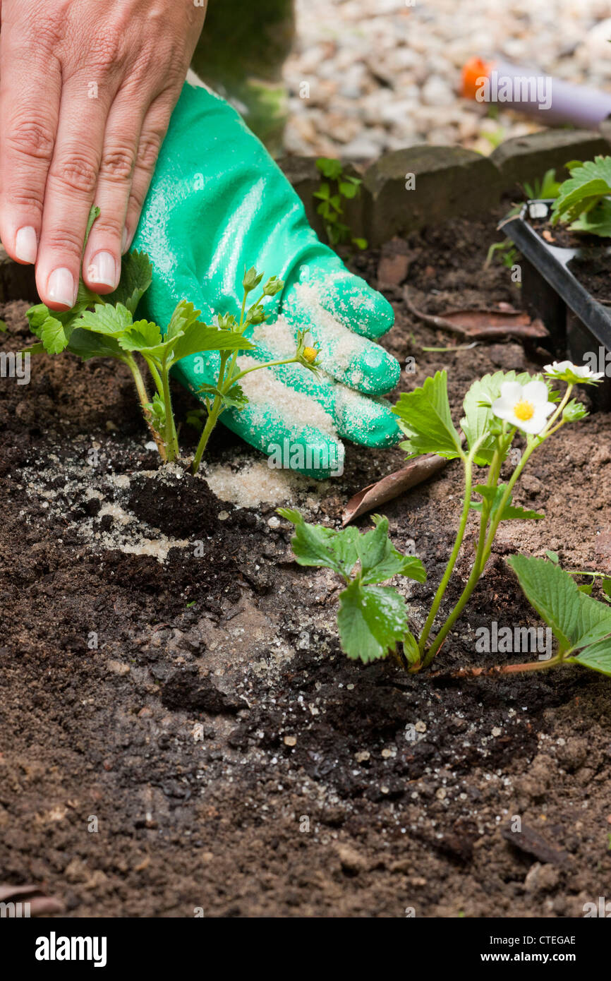 Applying fertilizer hi-res stock photography and images - Alamy