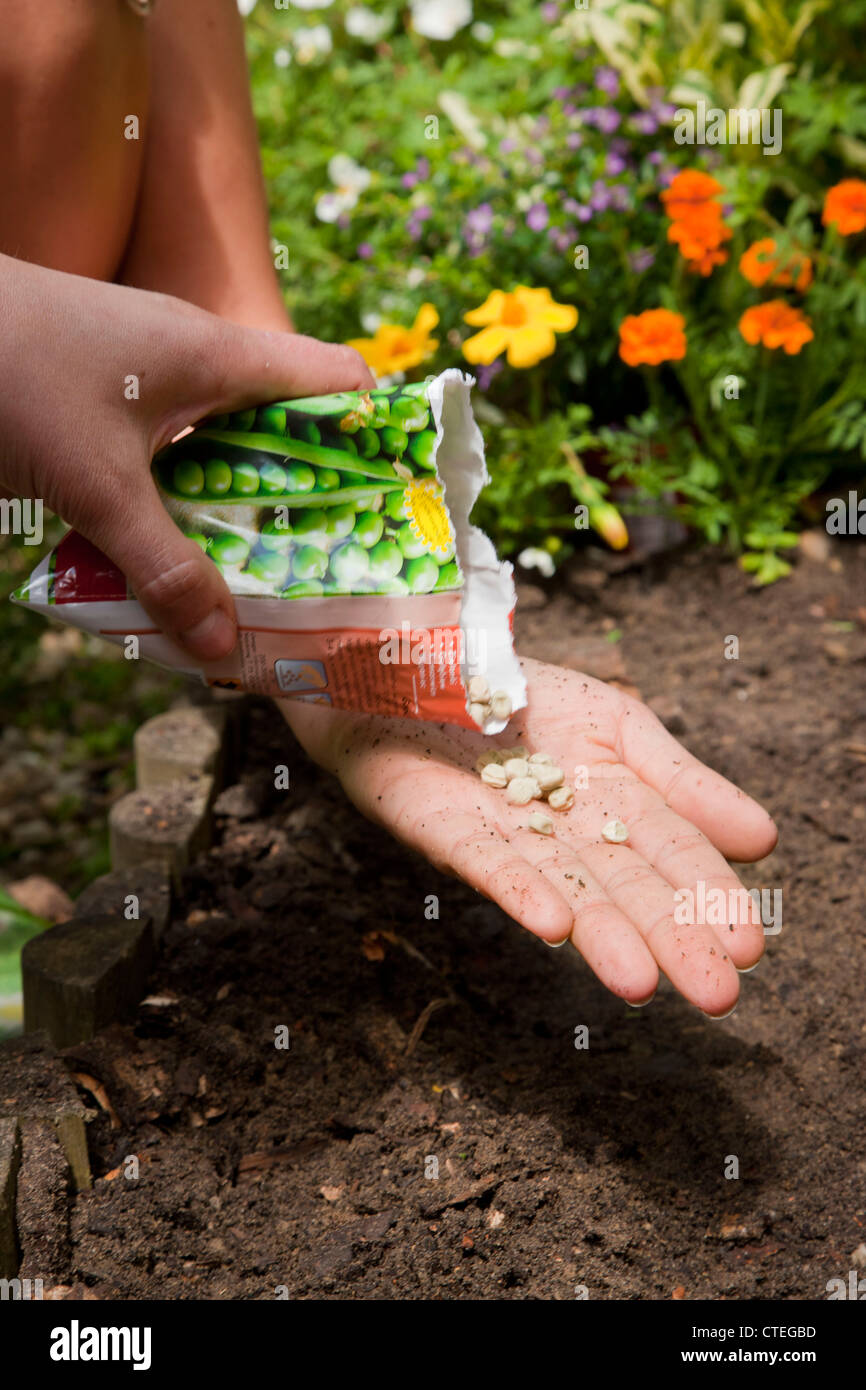 Pea seed planting Stock Photo - Alamy