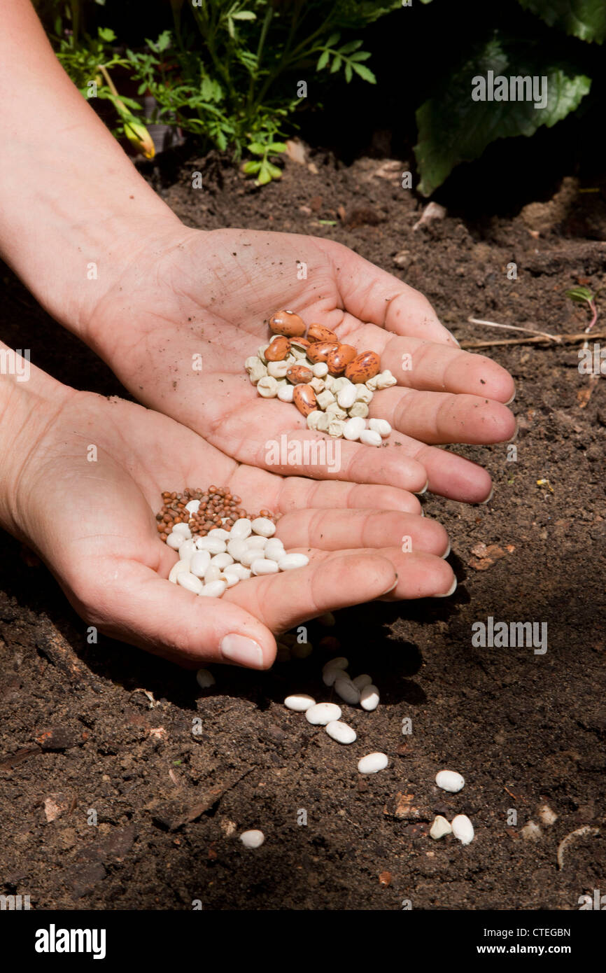 Woman planting seeds in garden Stock Photo - Alamy