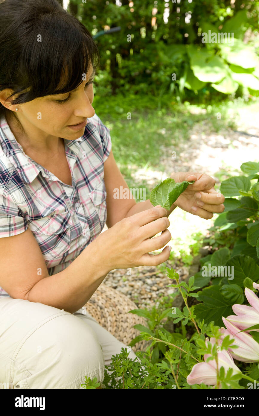Woman checking plants in garden Stock Photo - Alamy