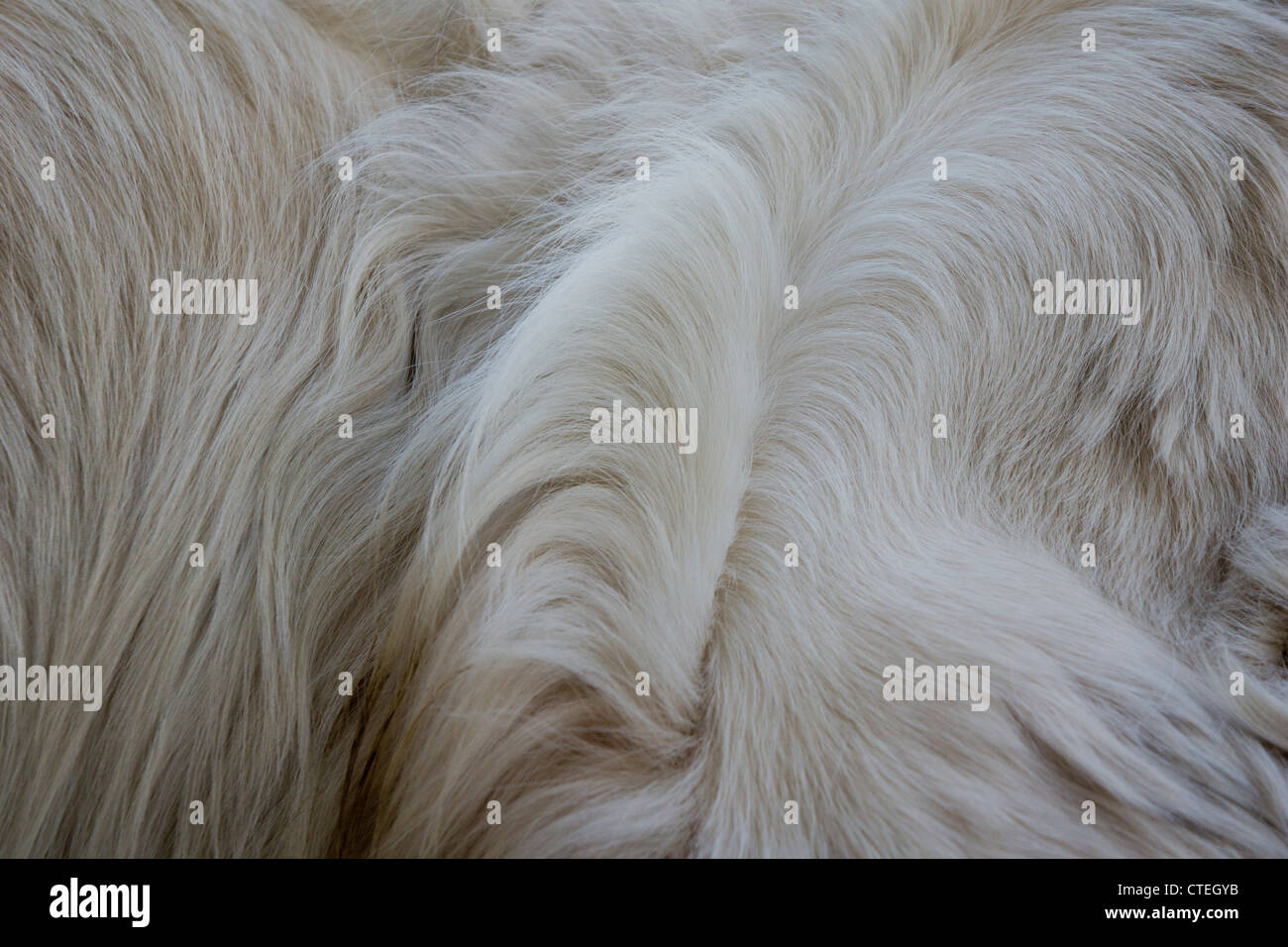 macro detail of dog fur Stock Photo - Alamy