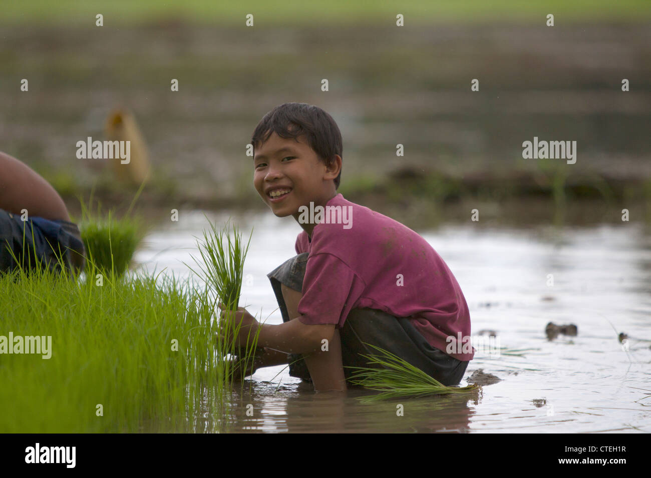 Rice sowing hi-res stock photography and images - Alamy