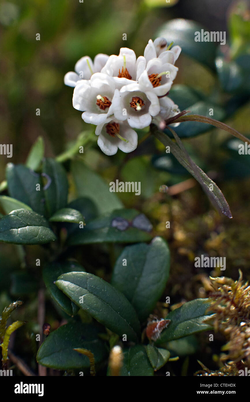 Close-up of Vaccinium vitis-idaea lingonberry or cowberry flowers in ...