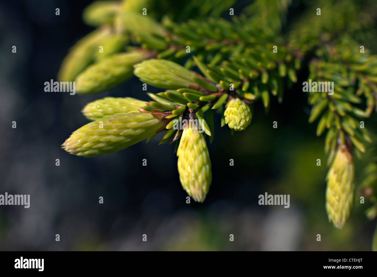 Fresh Norway Spruce Picea abies leaves in closeup Stock Photo - Alamy