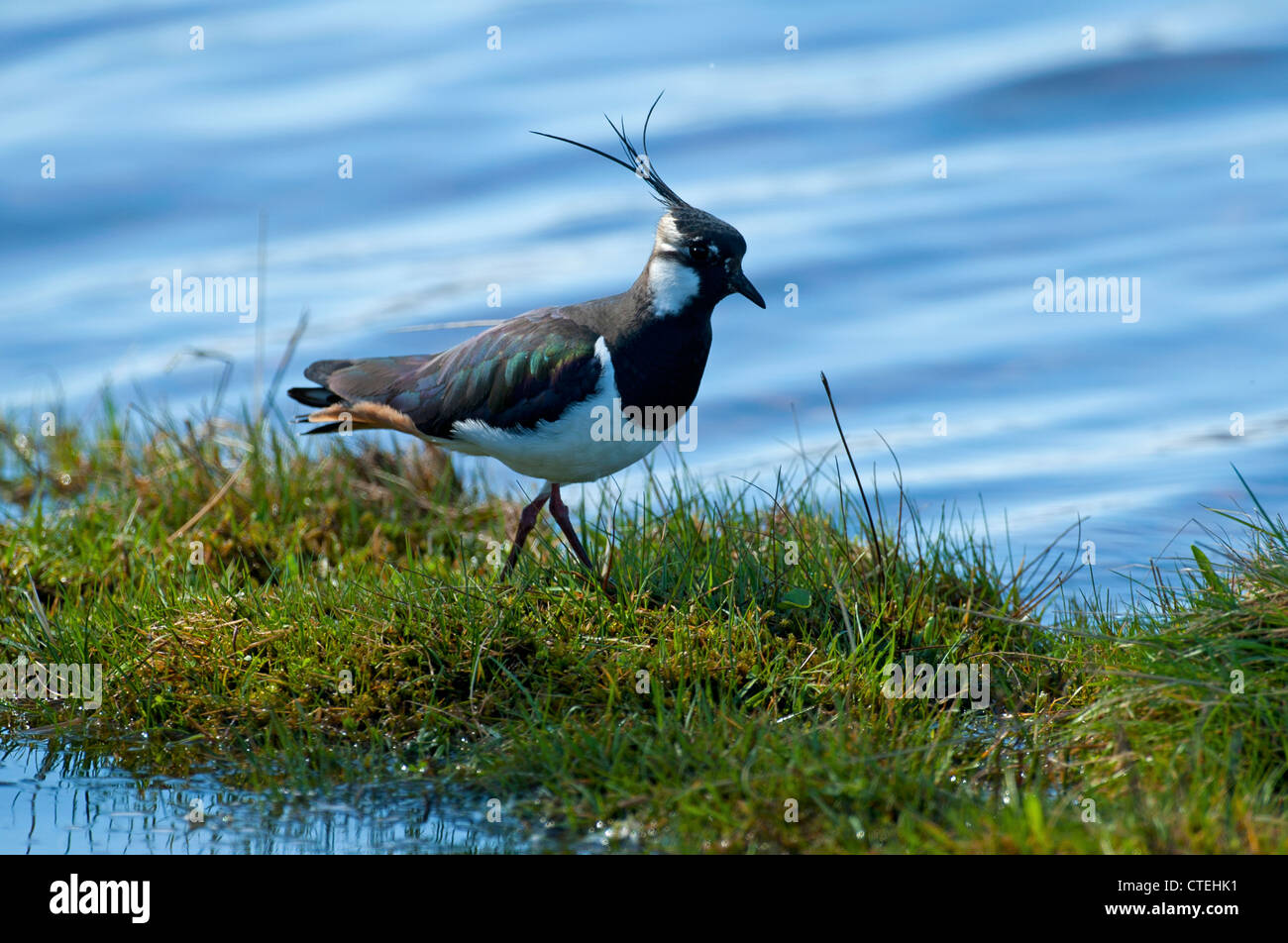 Lapwing by the edge of the RSPB Insh Marshes, Scotland. SCO 8226 Stock ...
