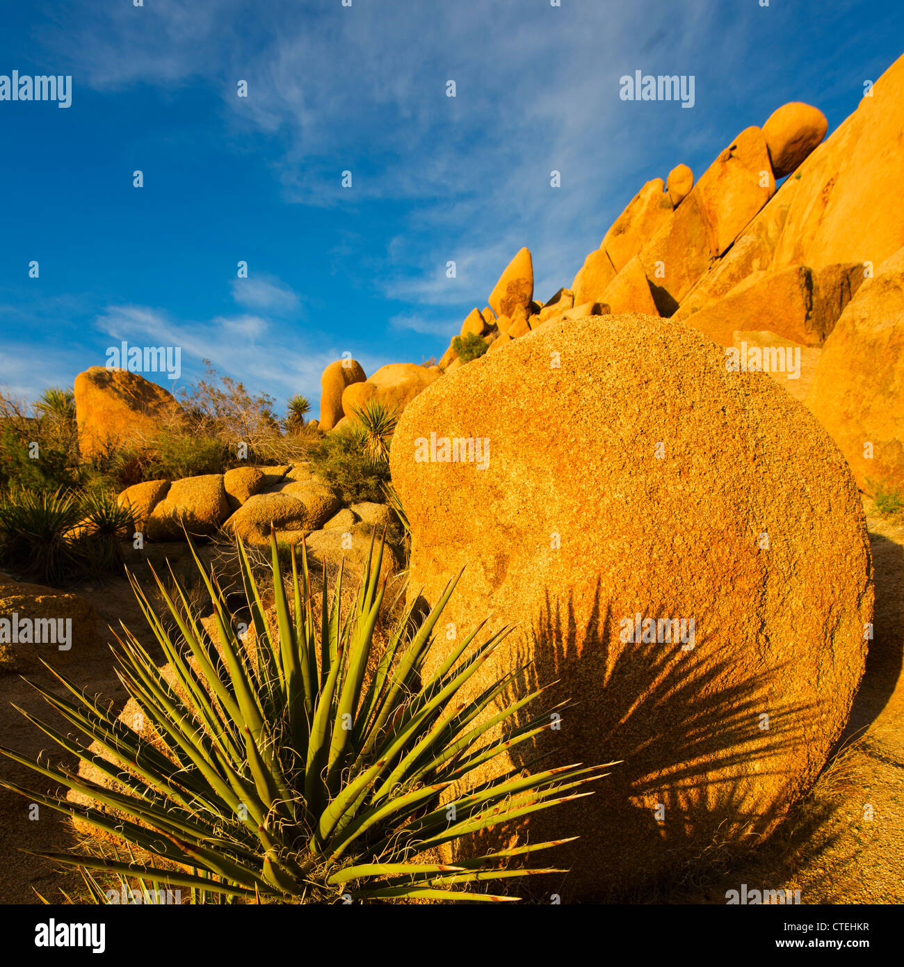 Rock yucca hi-res stock photography and images - Alamy