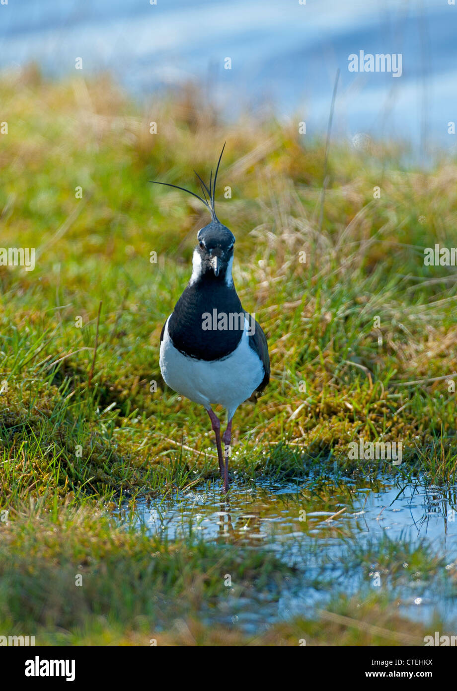 Lapwing by the edge of the RSPB Insh Marshes, Scotland. SCO 8227 Stock ...