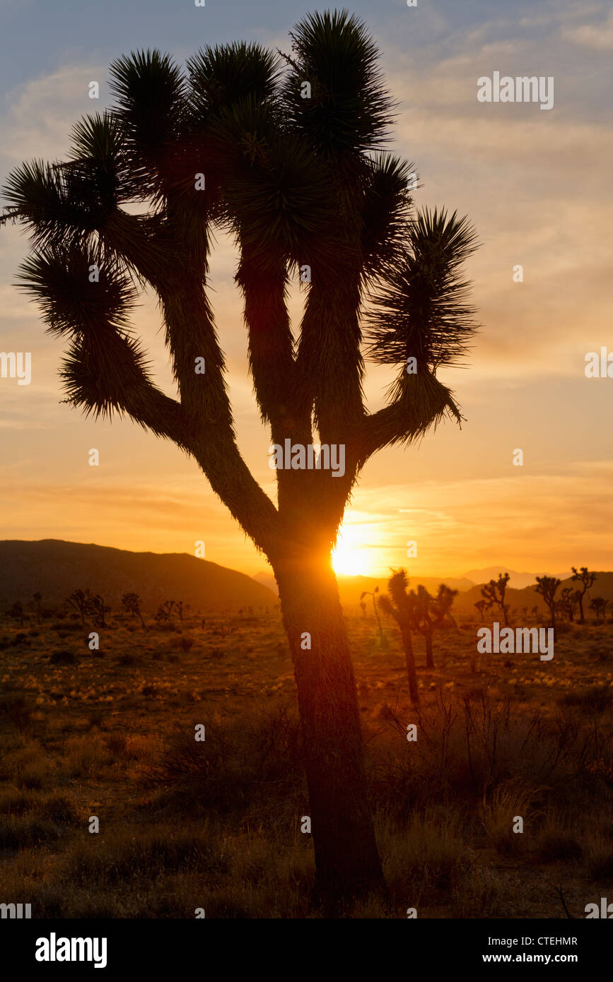 Sundown in joshua tree hi-res stock photography and images - Alamy