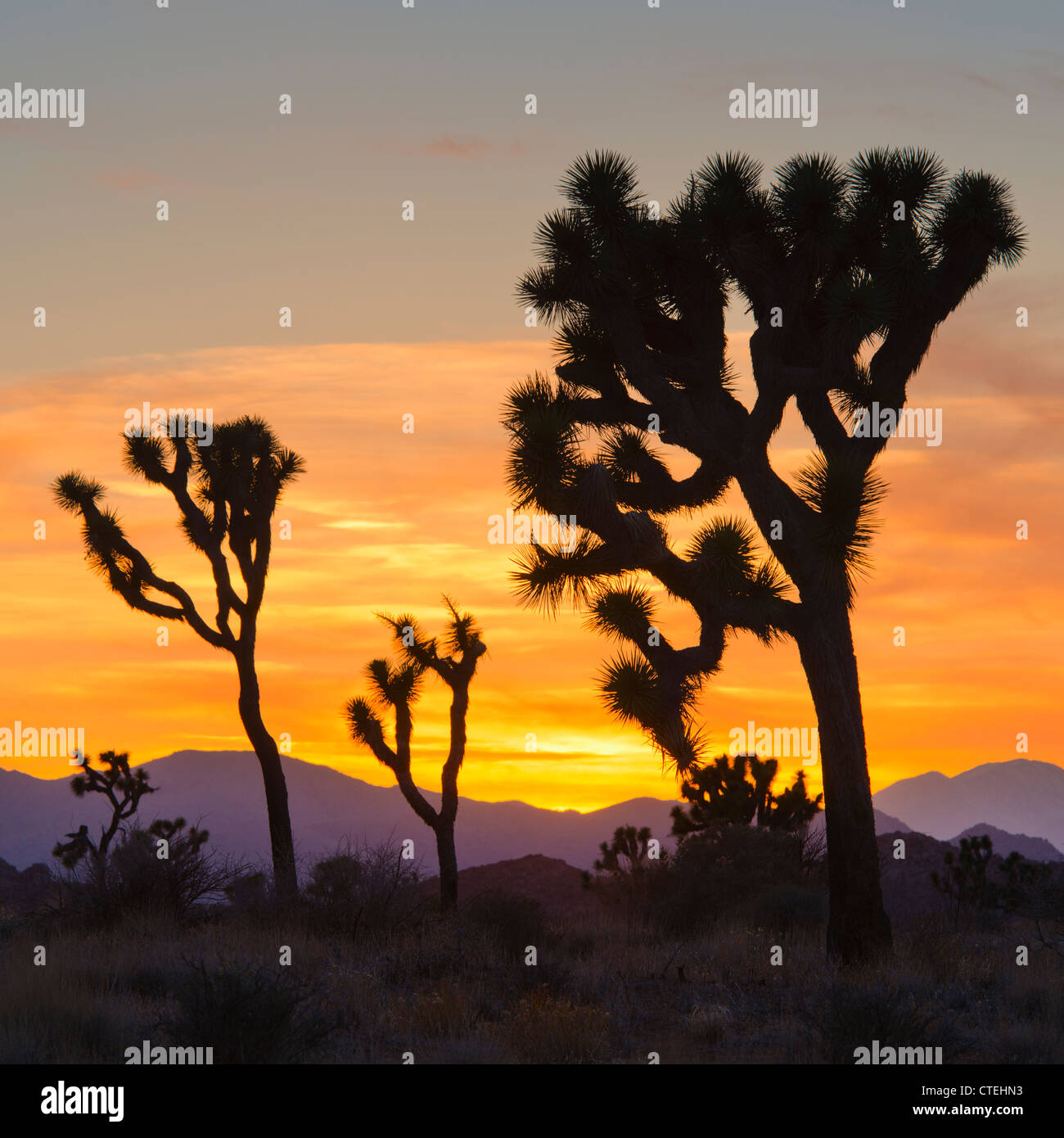 USA, California, Joshua Tree National Park at sunset Stock Photo - Alamy