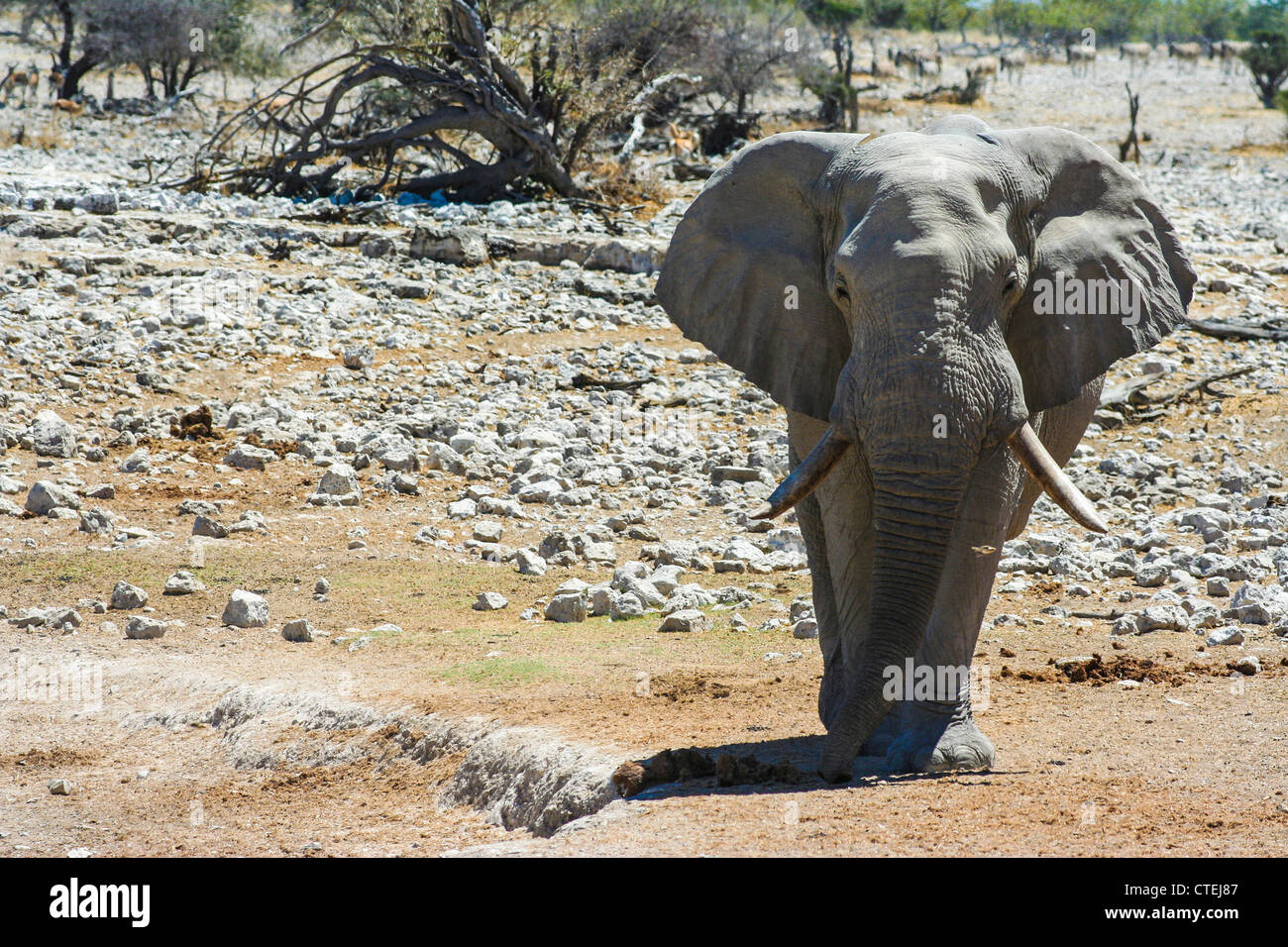 Elephantidae hi-res stock photography and images - Alamy