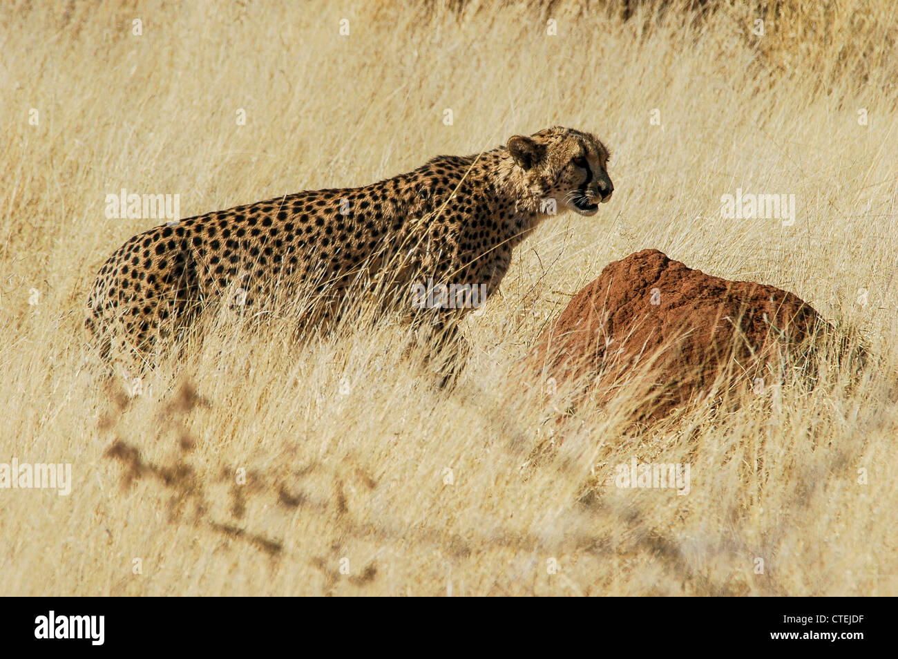 Cheetah Petting Zoo Attack