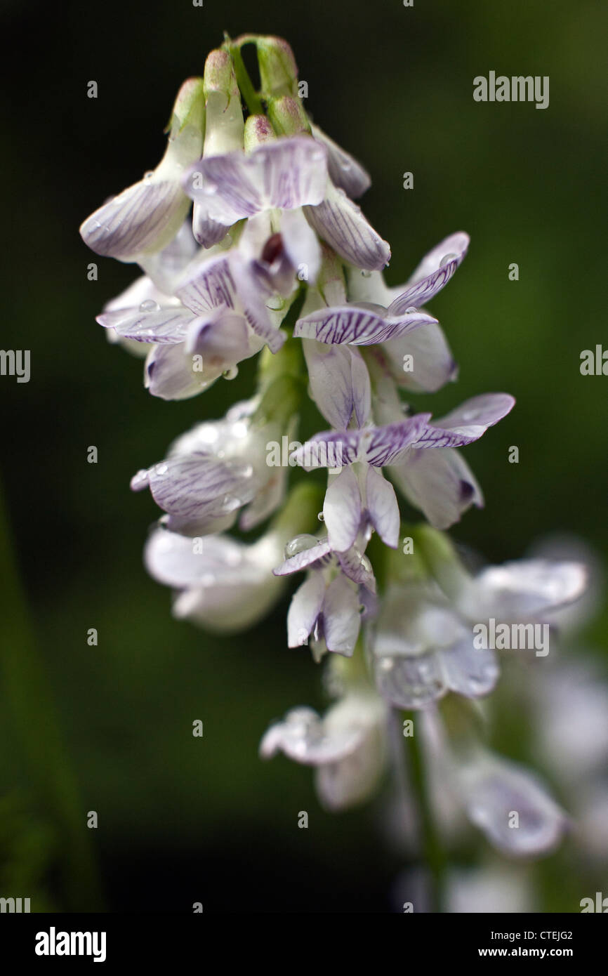 Vicia sylvatica or Wood Vetch inflorescence closeup Kemeru National ...