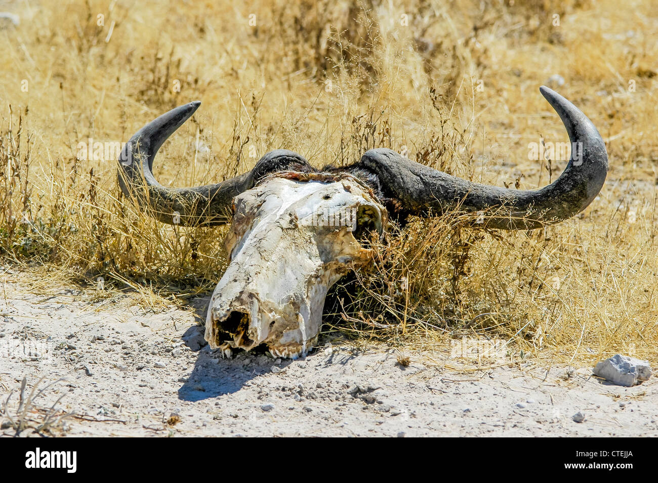 Blue Wildebeest Skull