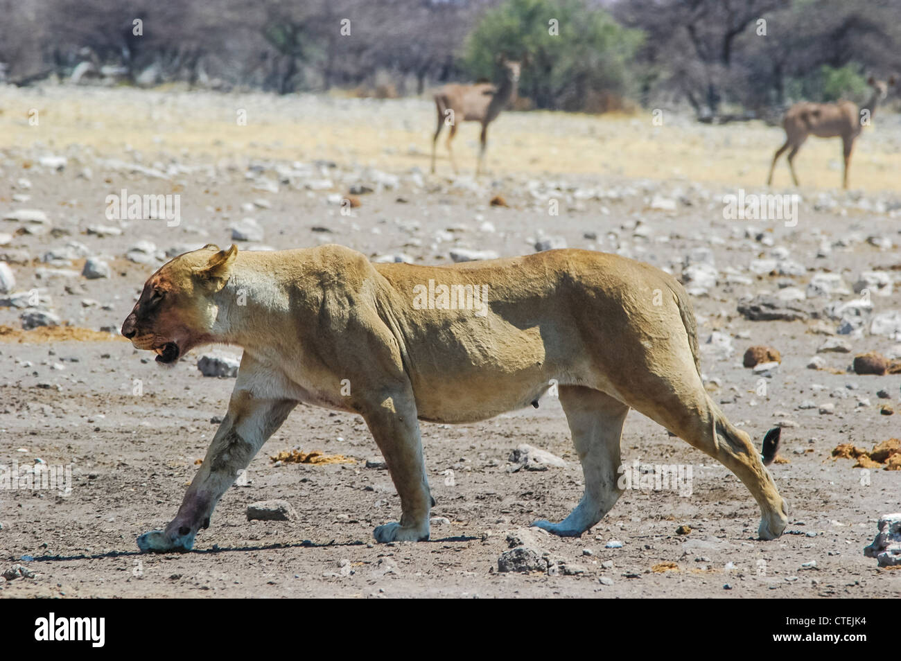 Lioness (Panthera leo) in the Etosha National Park, Namibia Stock Photo ...