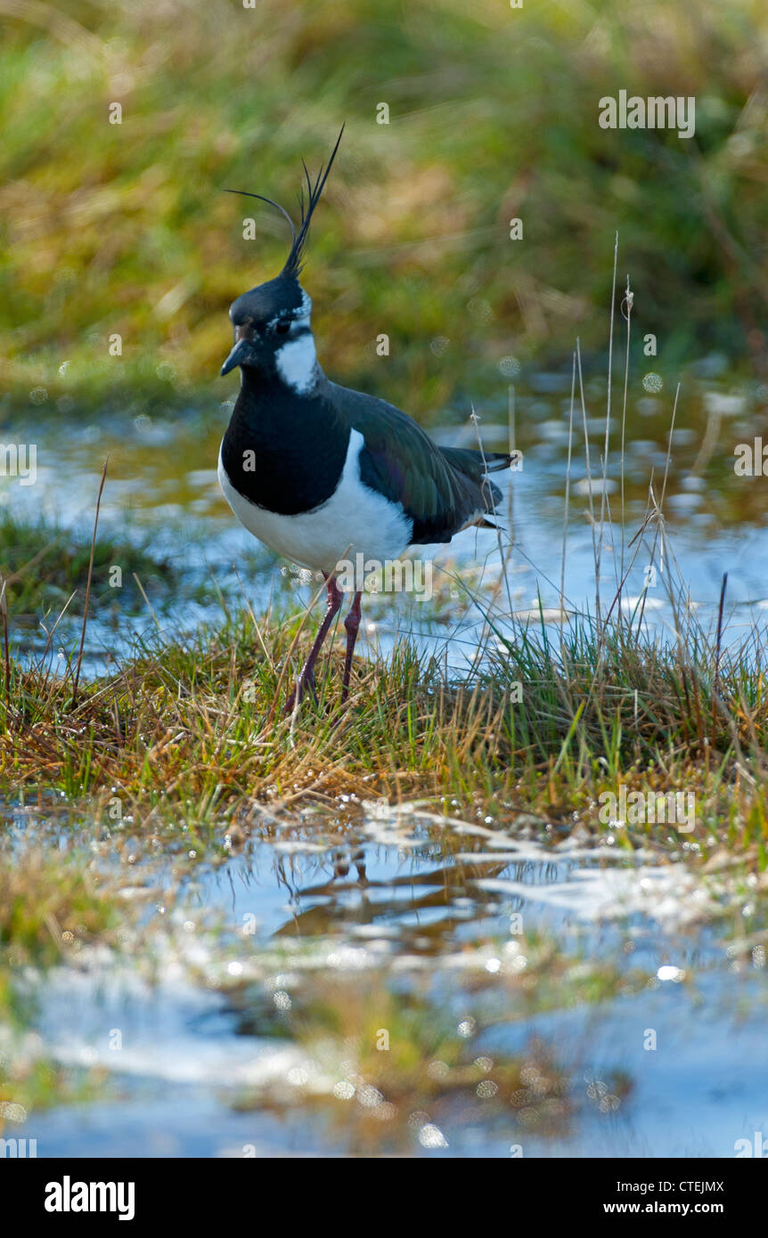Lapwing by the edge of the RSPB Insh Marshes, Scotland. SCO 8250 Stock ...