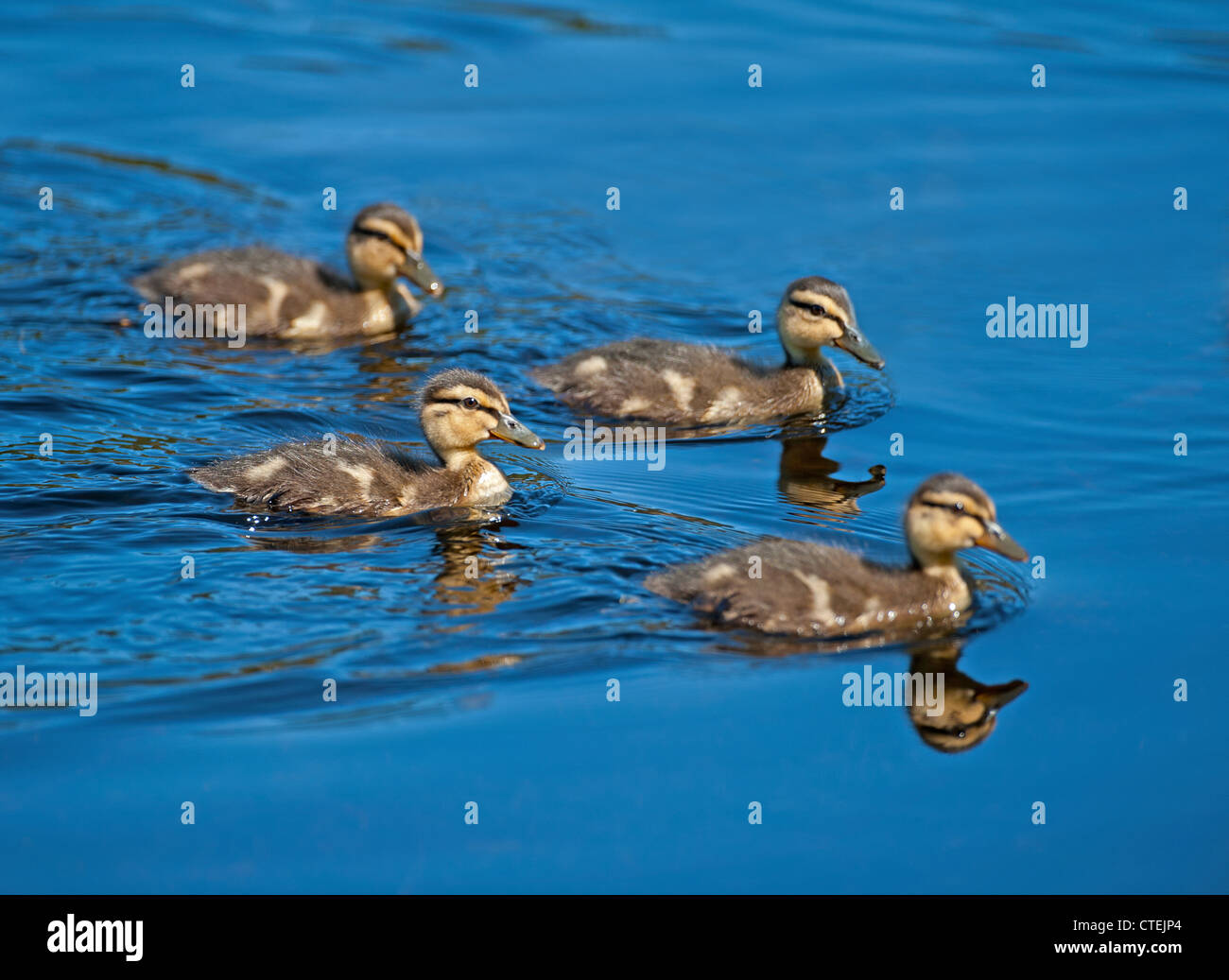 A brood of 10day old Mallard ducklings on a Scottish village pond. SCO ...