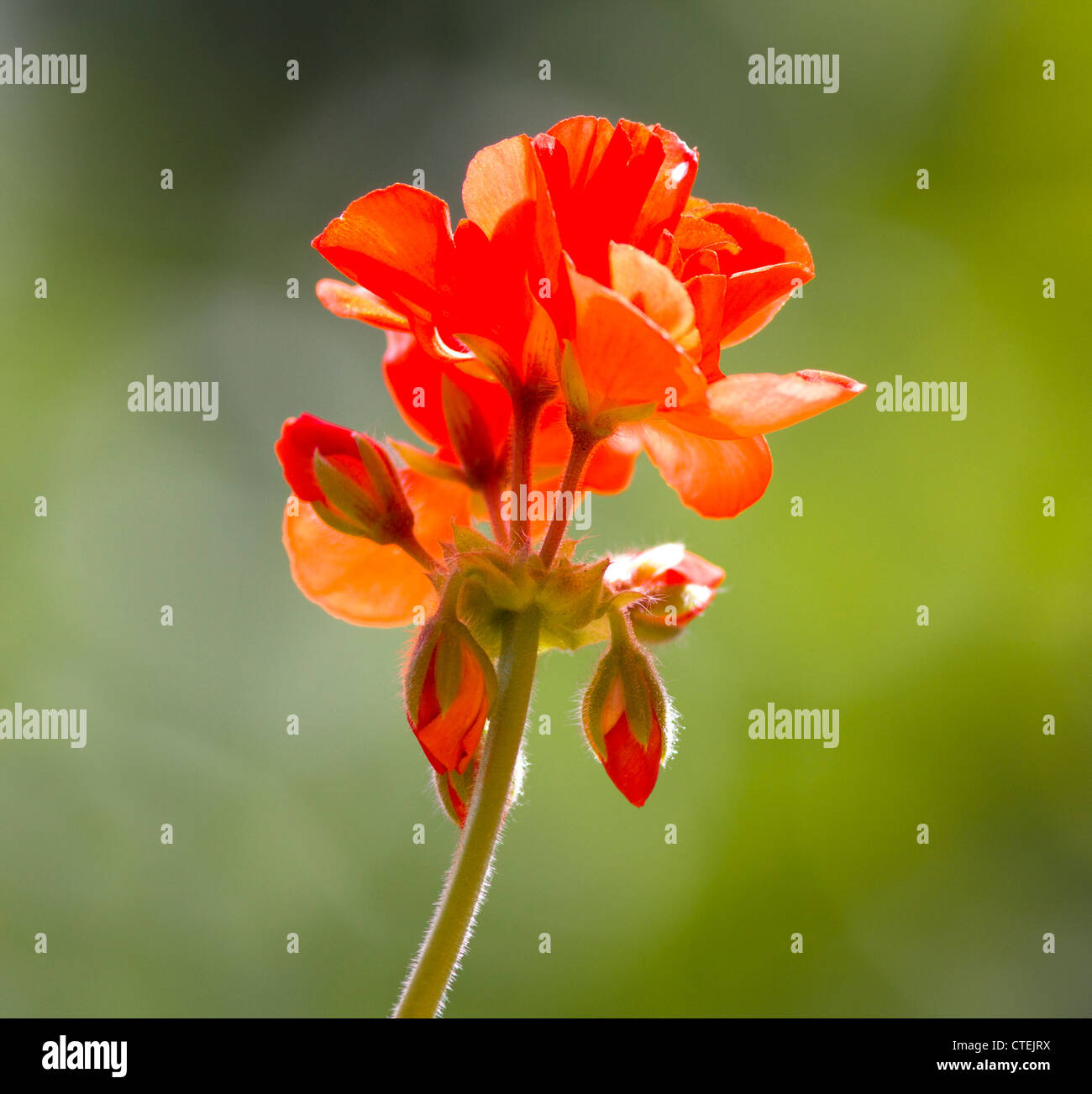 Orange geranium hi-res stock photography and images - Alamy