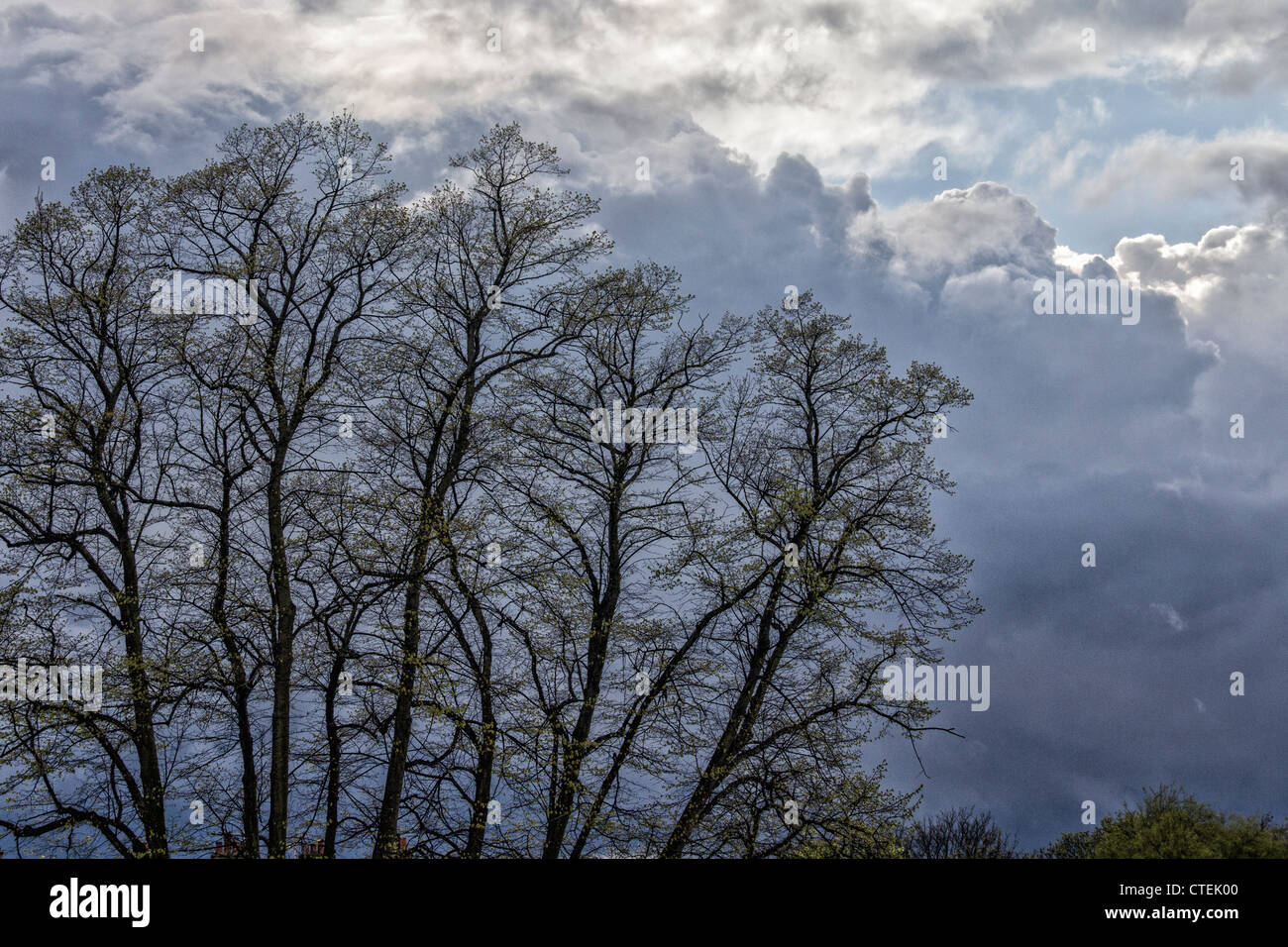Scarce trees hi-res stock photography and images - Alamy