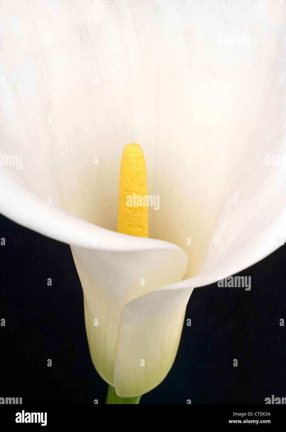 Calla lily water arum hi-res stock photography and images - Alamy
