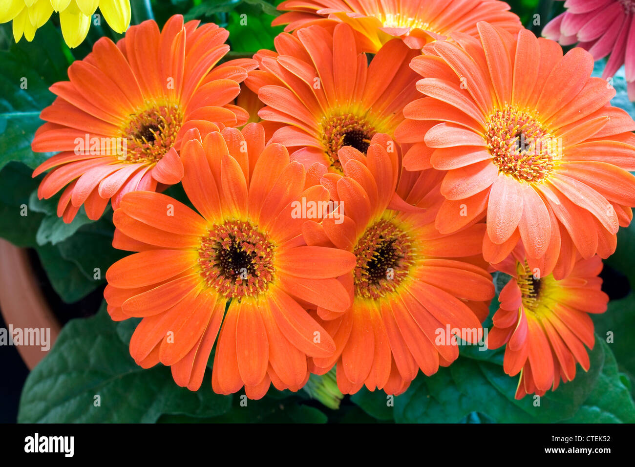 Gerbers hi-res stock photography and images - Alamy