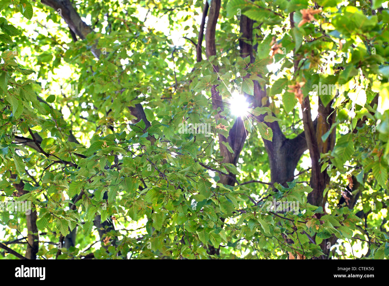 Sun shining trough leaves Stock Photo - Alamy