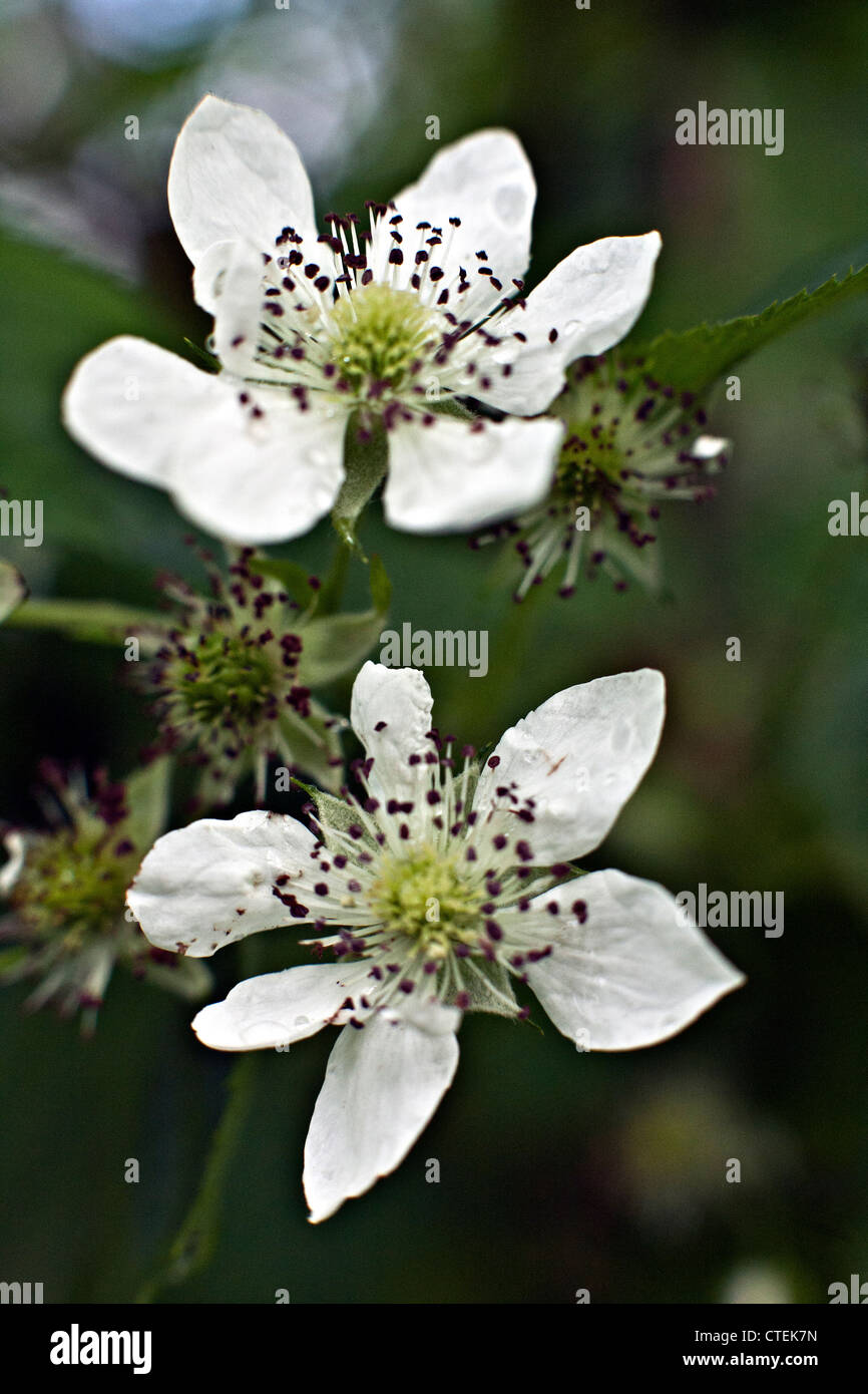 Rubus nessensis or Rubus suberectus flowers in closeup Kemeru National ...