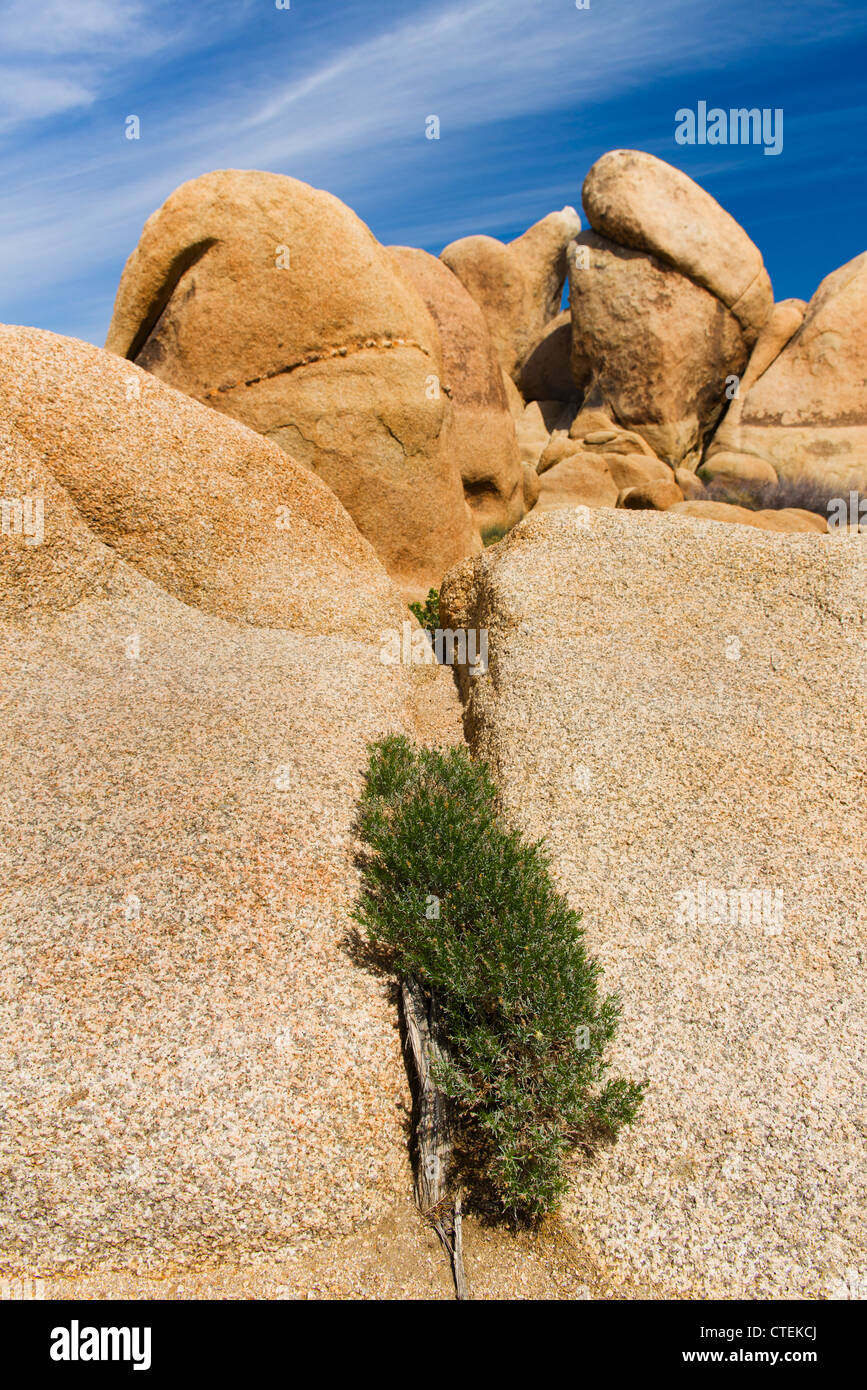 Vertical day daytime rock tree hi-res stock photography and images - Alamy