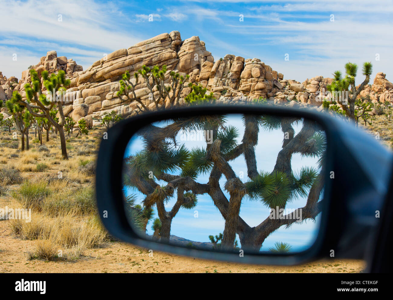 Tree mirror hi-res stock photography and images - Alamy
