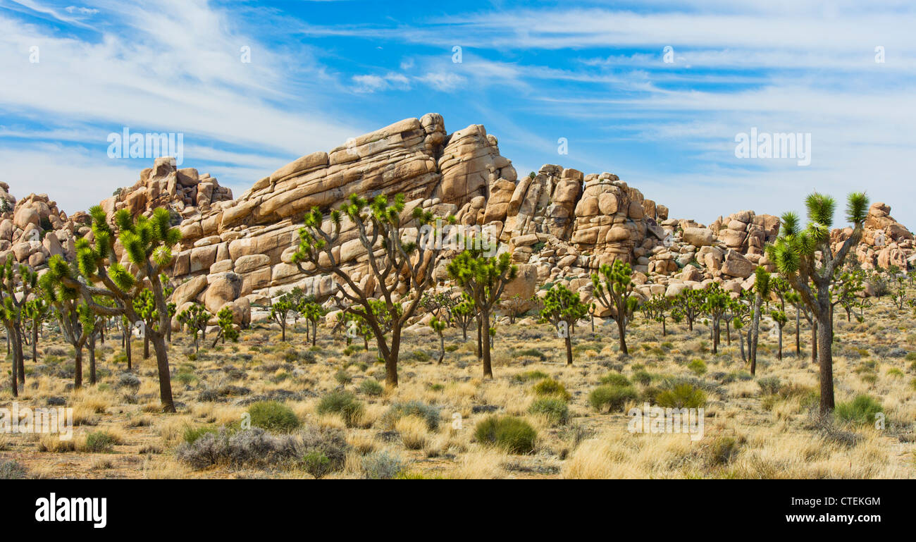 USA, California, Joshua Tree National Park, Joshua trees in desert ...