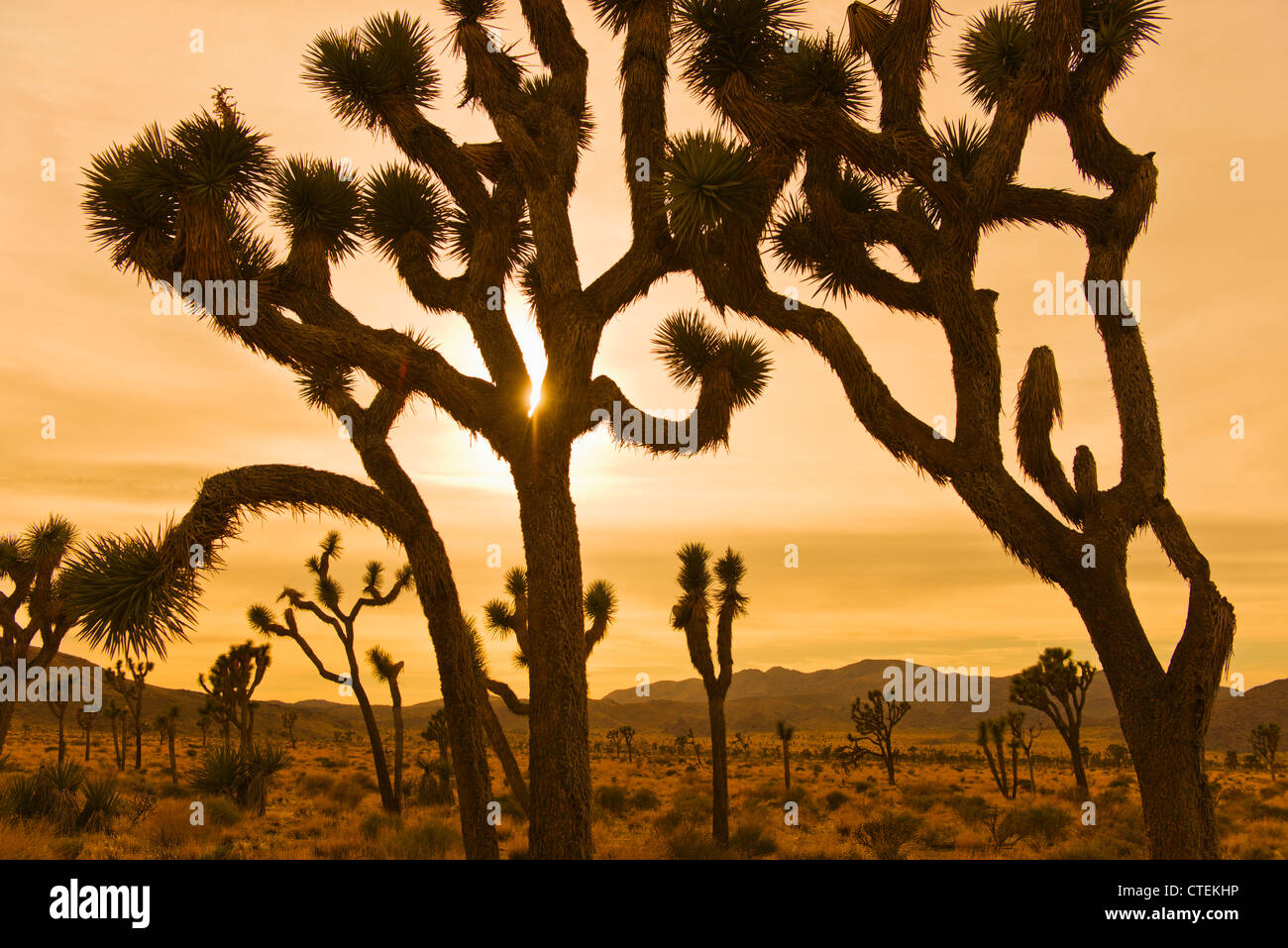 USA, California, Joshua Tree National Park, Joshua trees in desert at ...