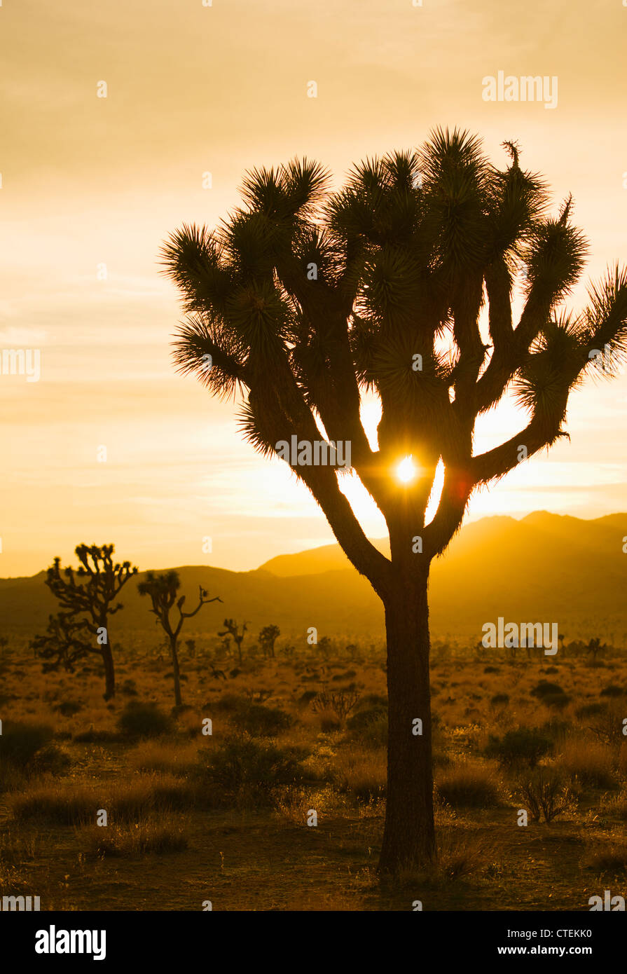 USA, California, Joshua Tree National Park, Joshua trees in desert at ...