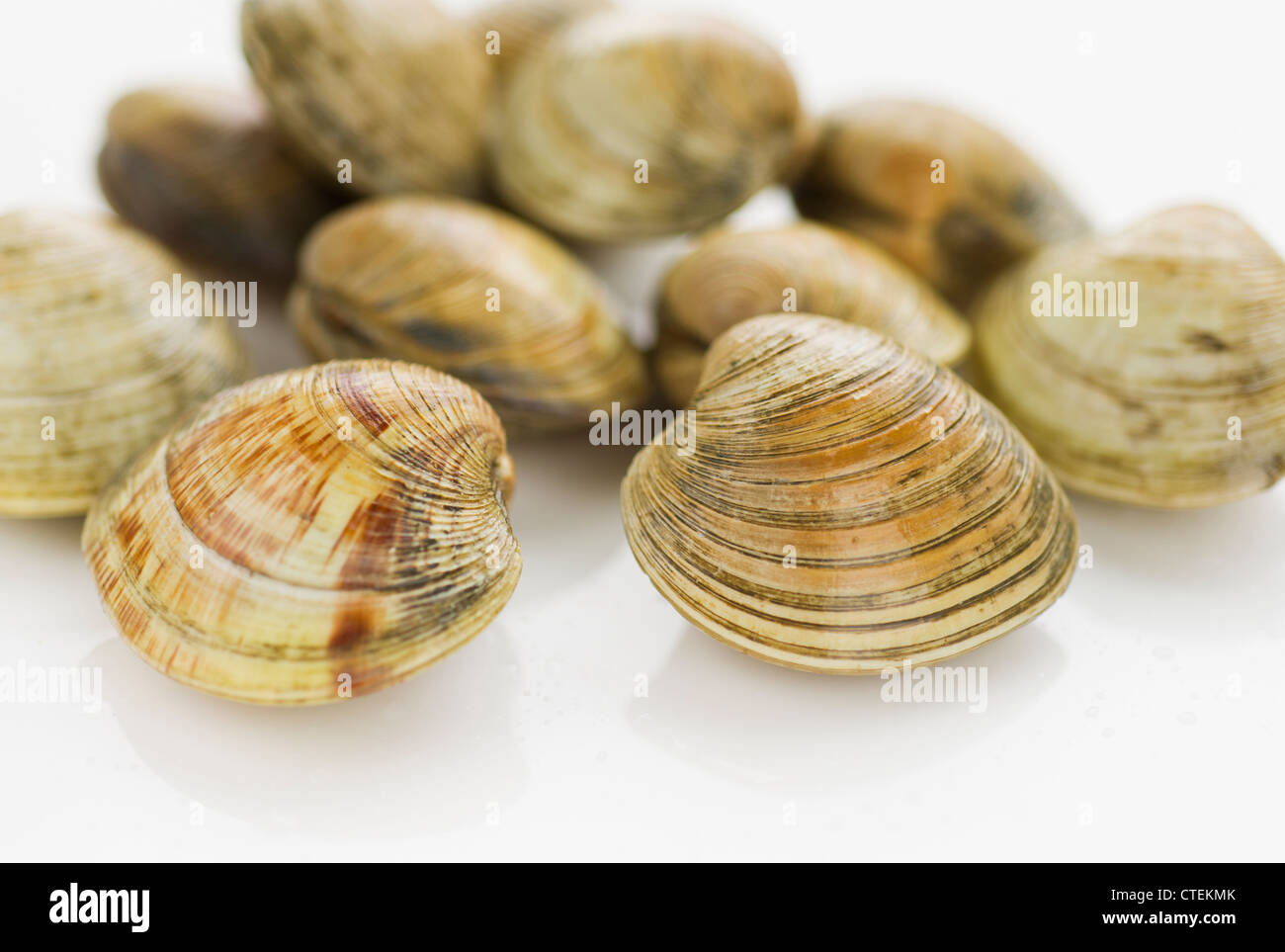 Shellfish studio hi-res stock photography and images - Alamy
